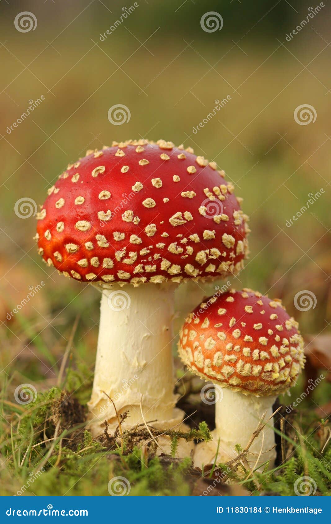 Big and Small Toadstool in the Grass Stock Photo - Image of agaric ...