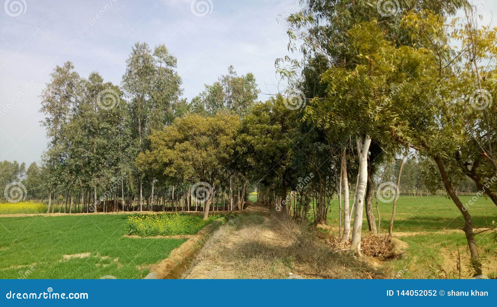 Beautiful trees stock photo. Image of small, trees, beautiful - 144052052