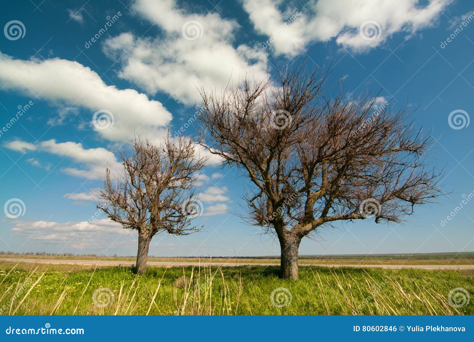 Big and small trees stock photo. Image of solitary, tree - 80602846