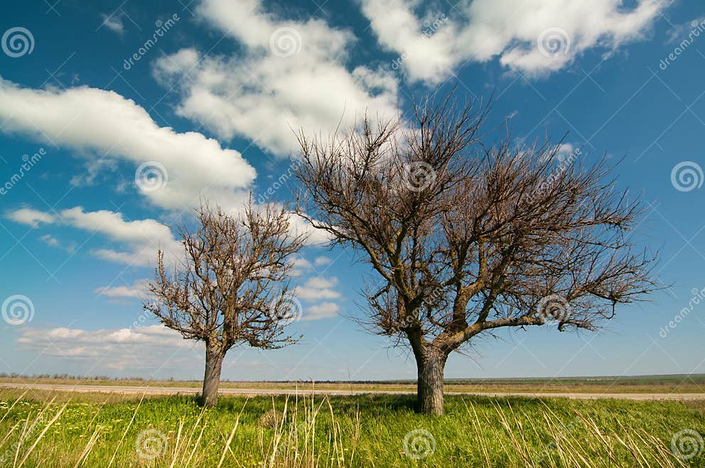 Big and small trees stock photo. Image of solitary, tree - 80602846