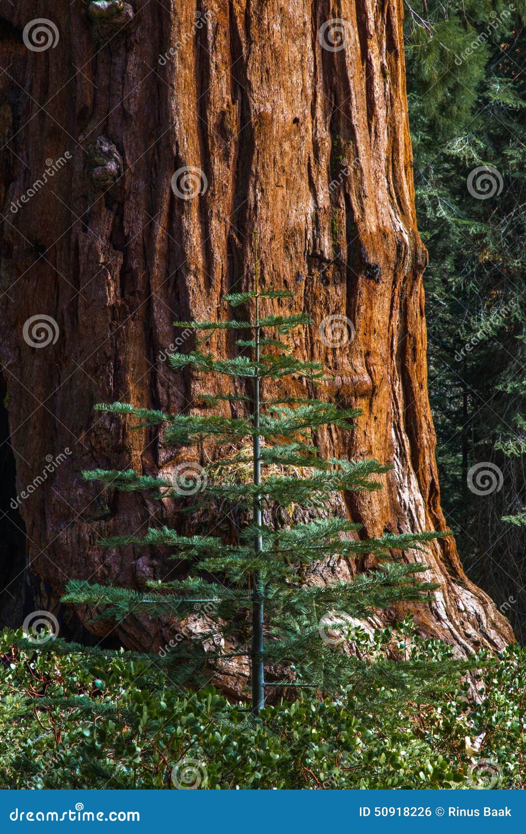 Big and Small Trees stock photo. Image of pinus, forest - 50918226