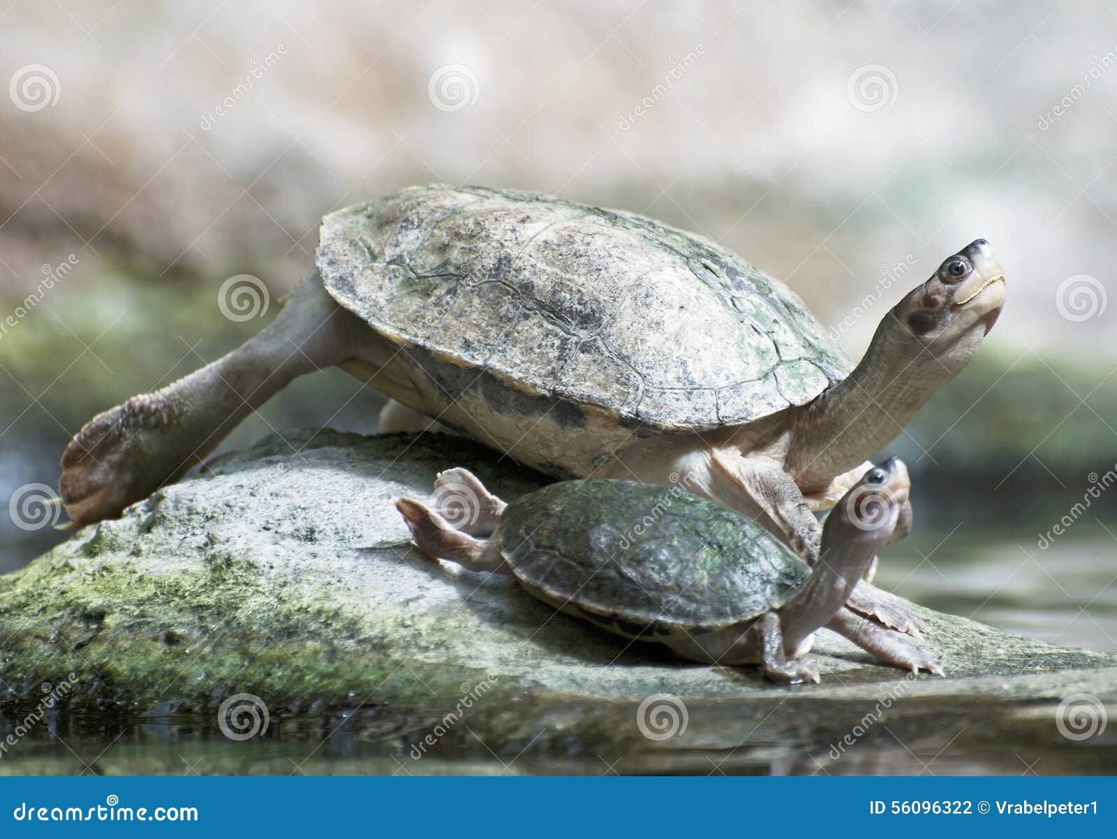 Big and Small Turtle Basking Stock Photo - Image of herbivorous, exotic ...