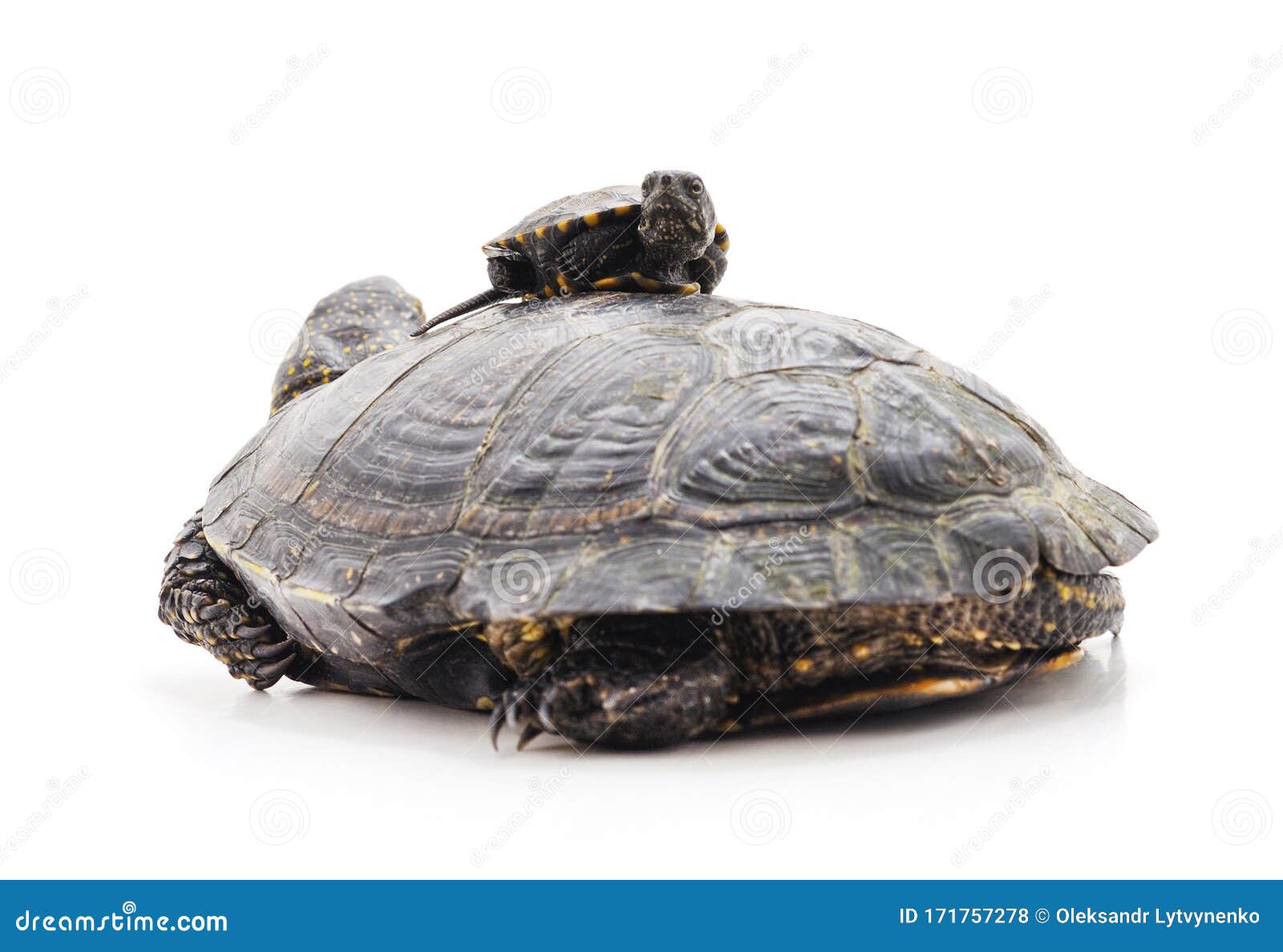 Big and small turtle stock photo. Image of childhood - 171757278