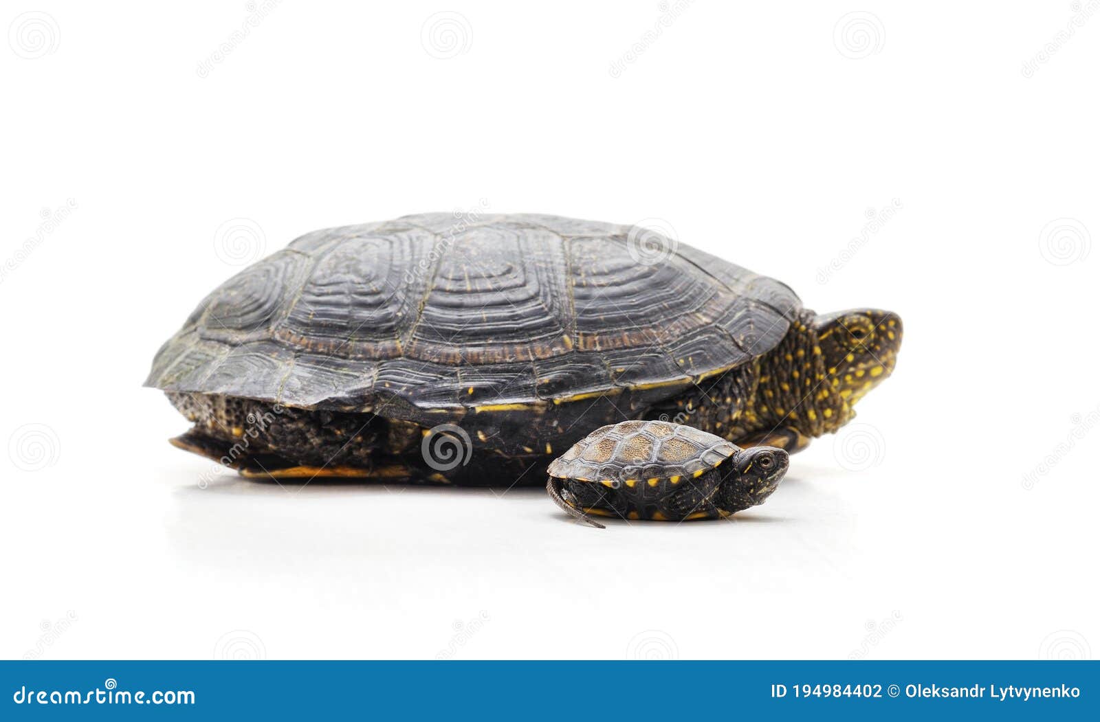 Big and small turtle stock photo. Image of biology, childhood - 194984402