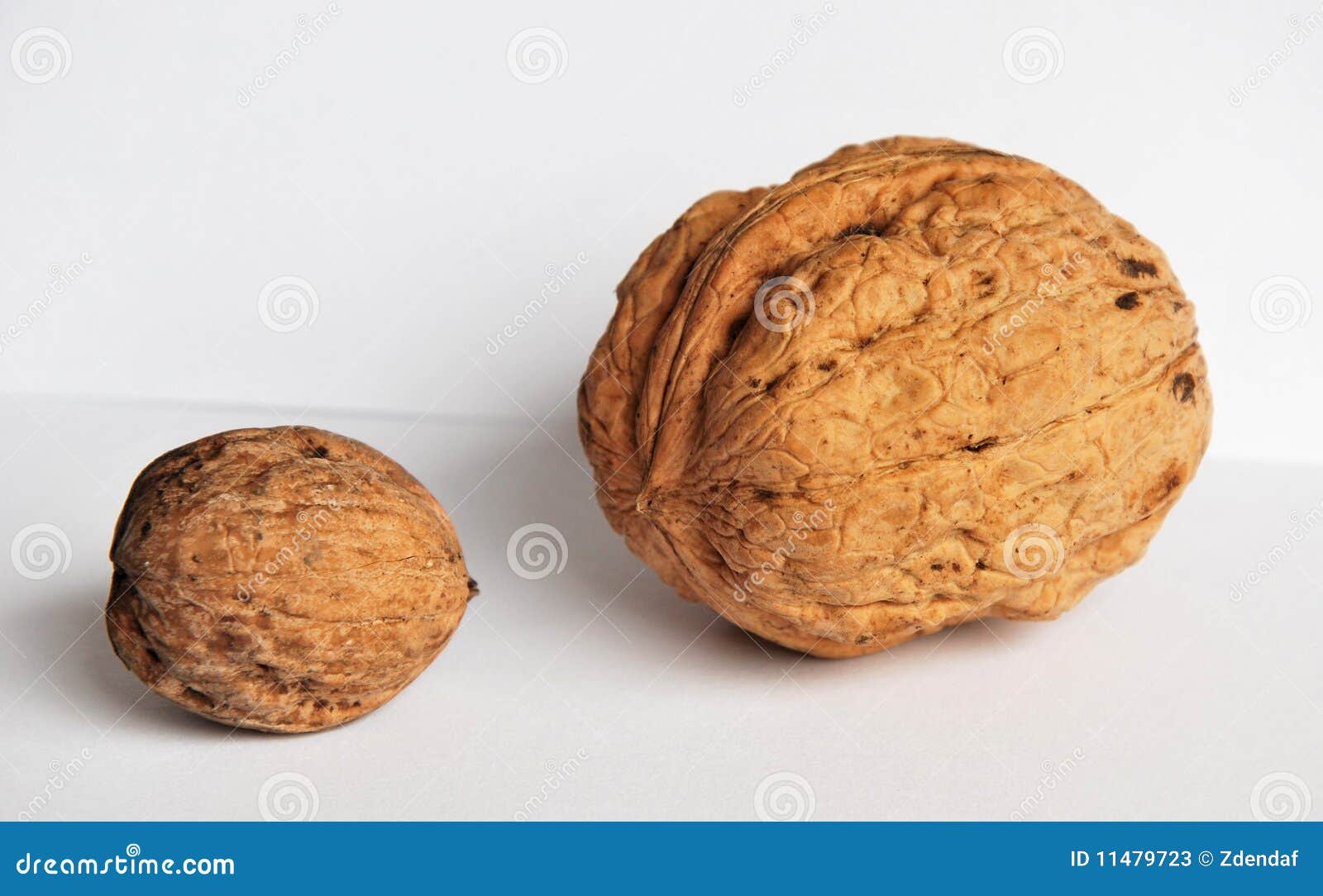 The big and small Walnuts stock image. Image of walnut - 11479723