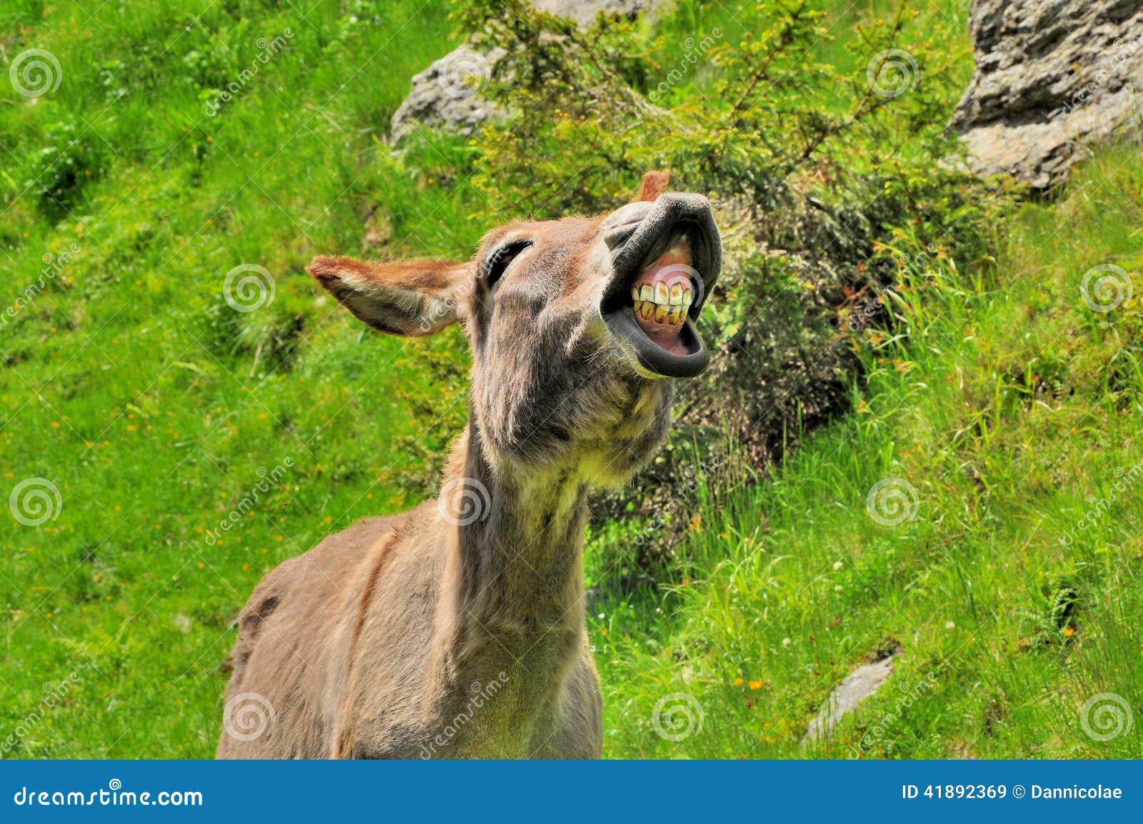Smiling Donkey Teeth
