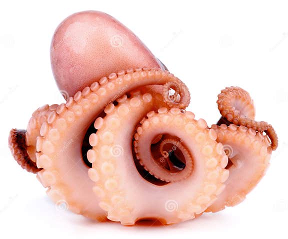 Big Smoked Octopus stock image. Image of purple, ingredient - 77244591