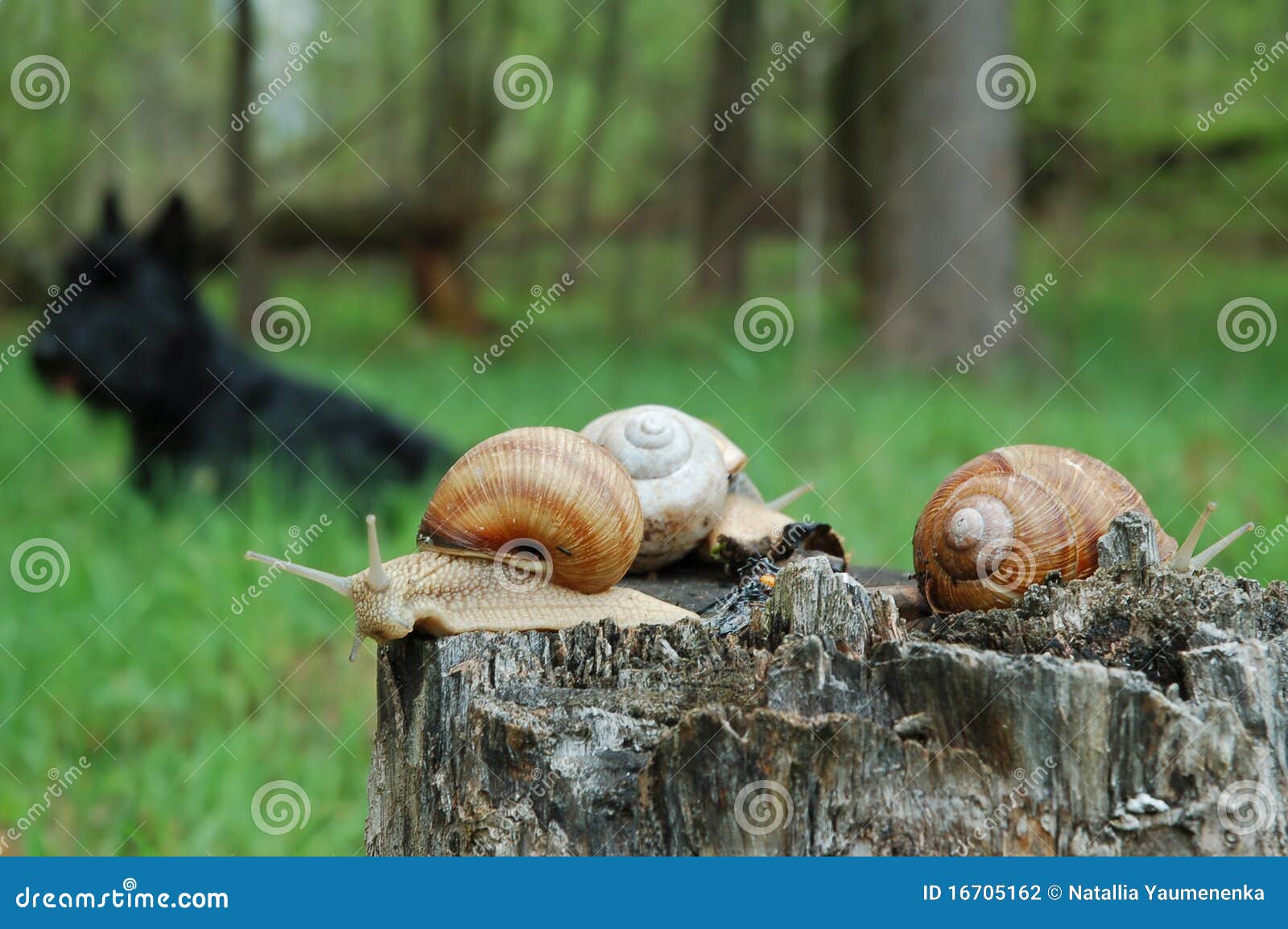 Big snail stock photo. Image of looking, garden, mollusk - 16705162