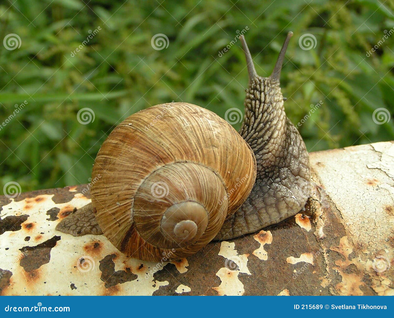Big snail stock image. Image of farming, slow, closeup - 215689