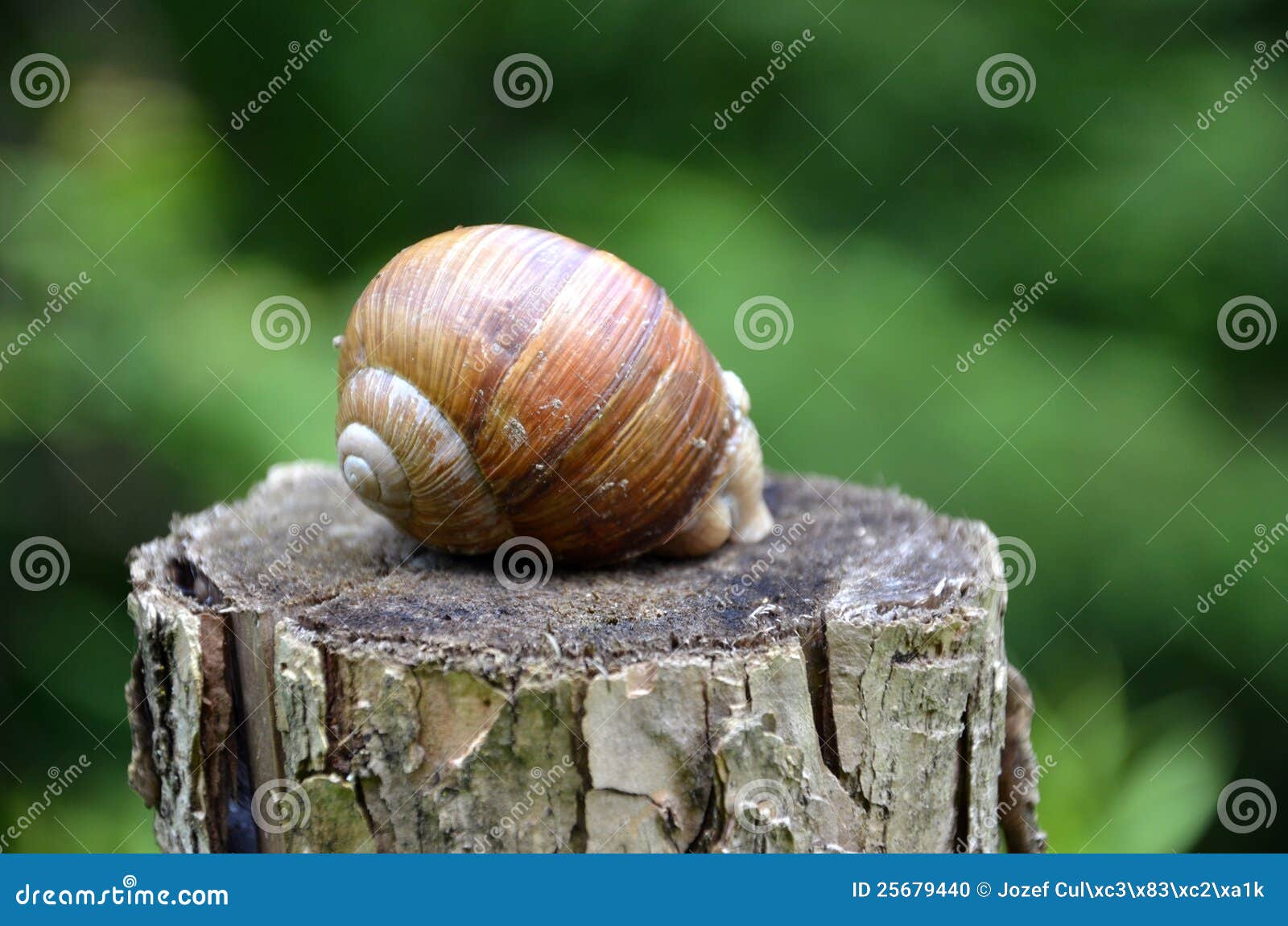 Big snail stock photo. Image of slime, shell, cute, food - 25679440