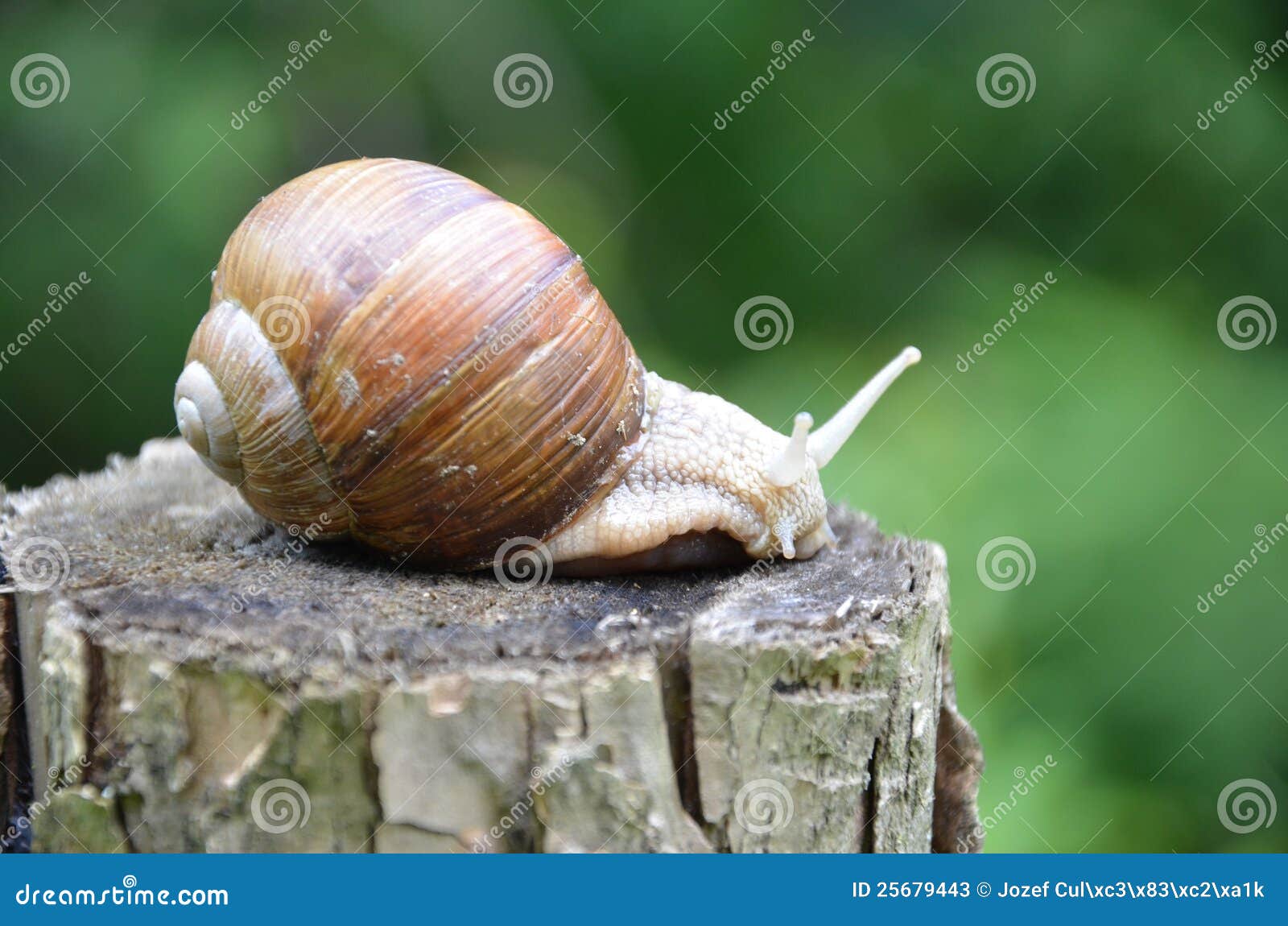 Big snail stock image. Image of nature, outdoors, fresh - 25679443