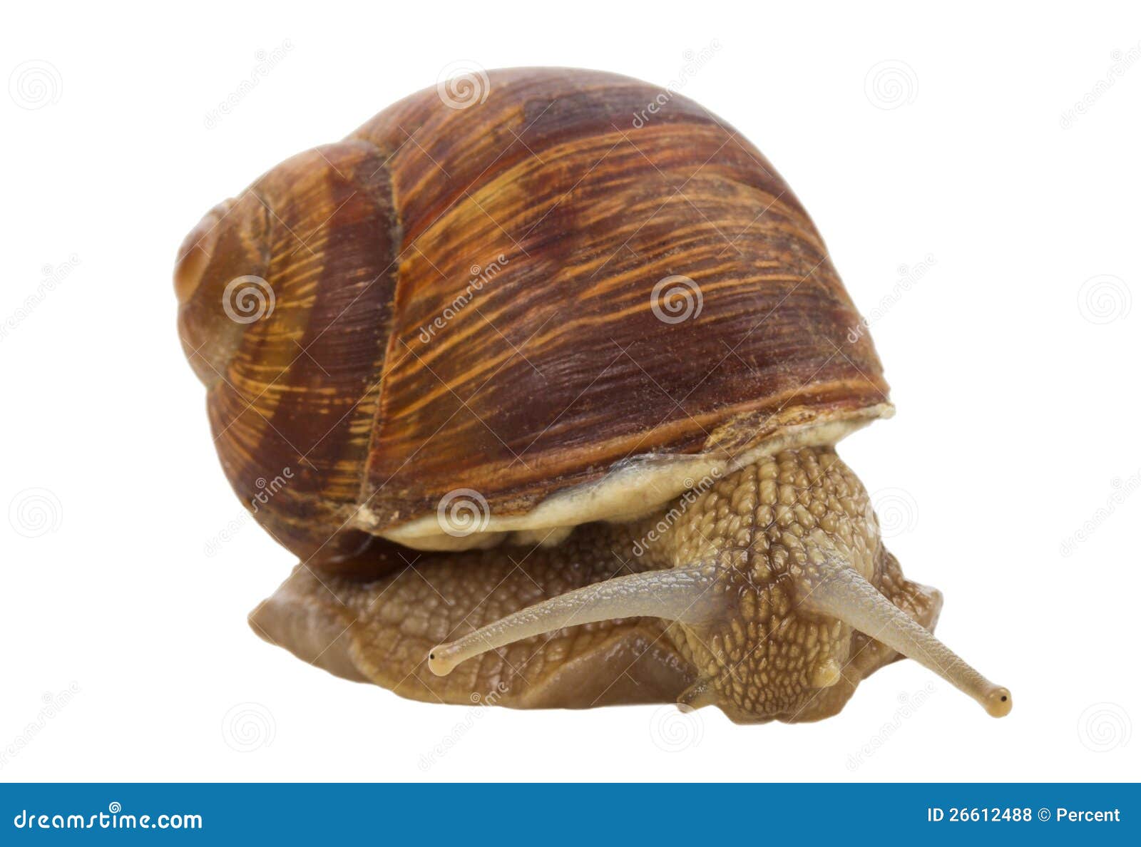 Big snail stock photo. Image of alone, crawls, animal - 26612488