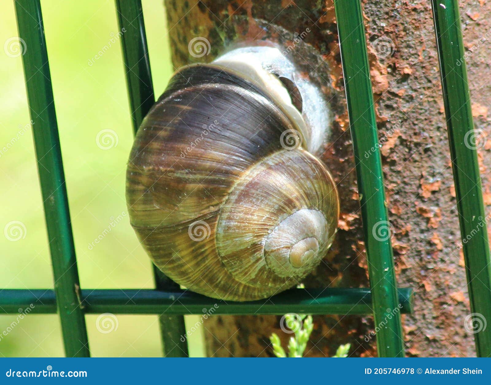Big snail stock photo. Image of snail, nature, animal - 205746978