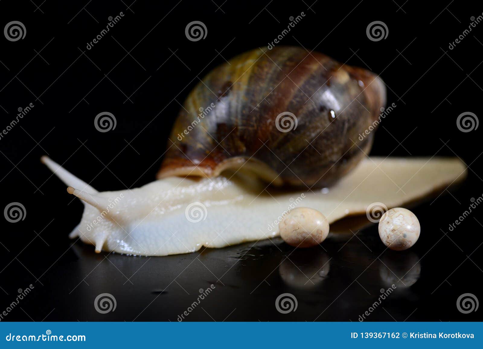 Snail Close-up in the Studio Stock Photo - Image of food, animal: 139367162