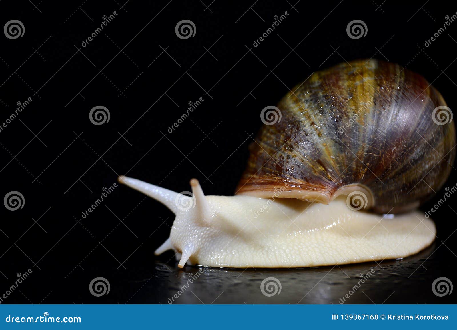 Snail Close-up in the Studio Stock Photo - Image of snail, small: 139367168