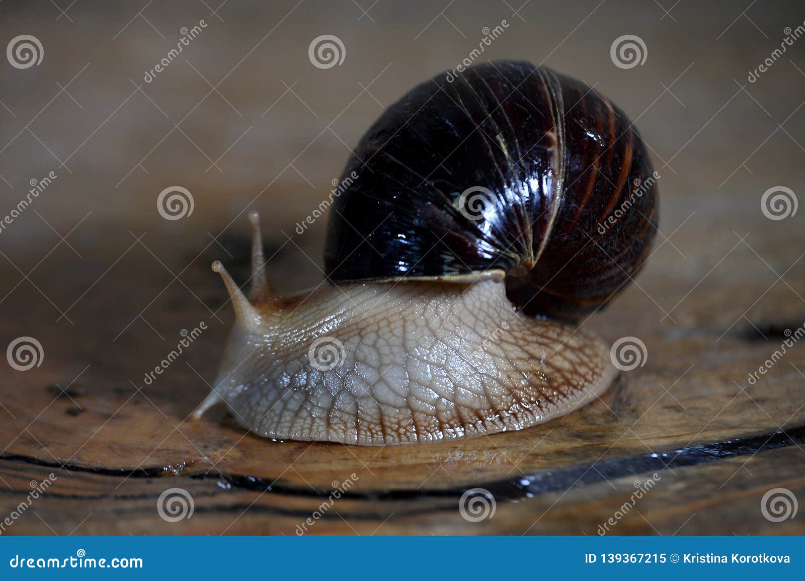 Snail Close-up in the Studio Stock Image - Image of insect, garden ...