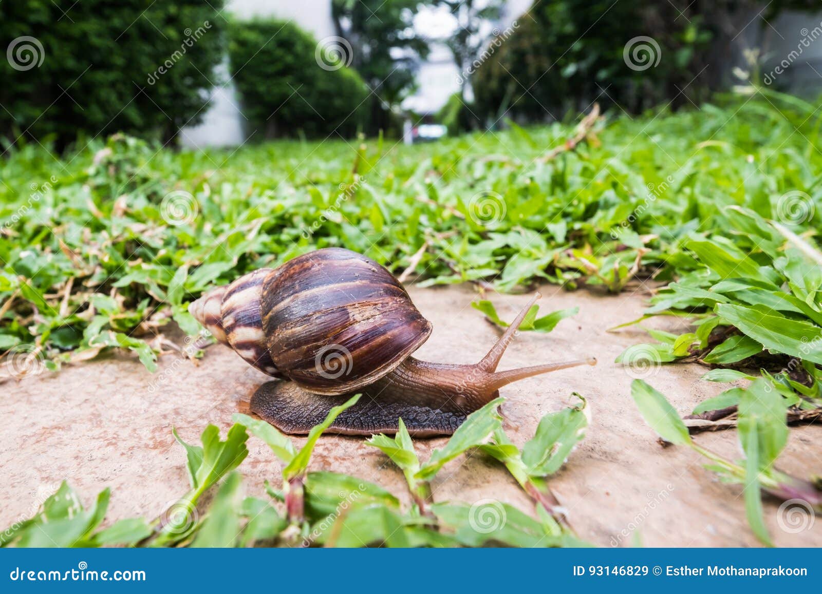 A Big Snail Crawling on the Rock in the Green Garden Stock Image ...