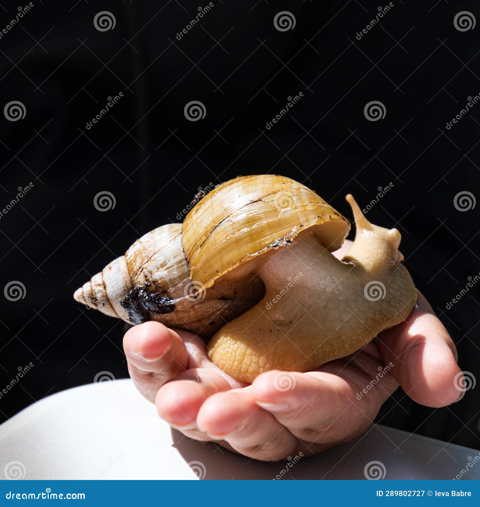 A Big Snail in the Girl S Hand Stock Image - Image of achatina, fauna ...