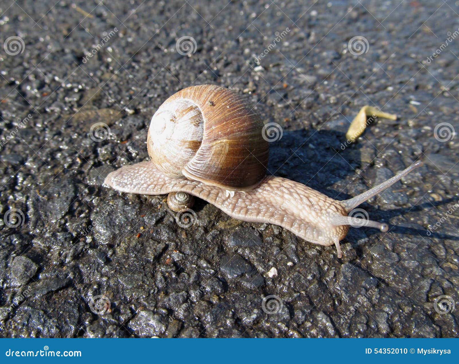 Big Snail Going Over Small One Stock Photo - Image of slithering ...