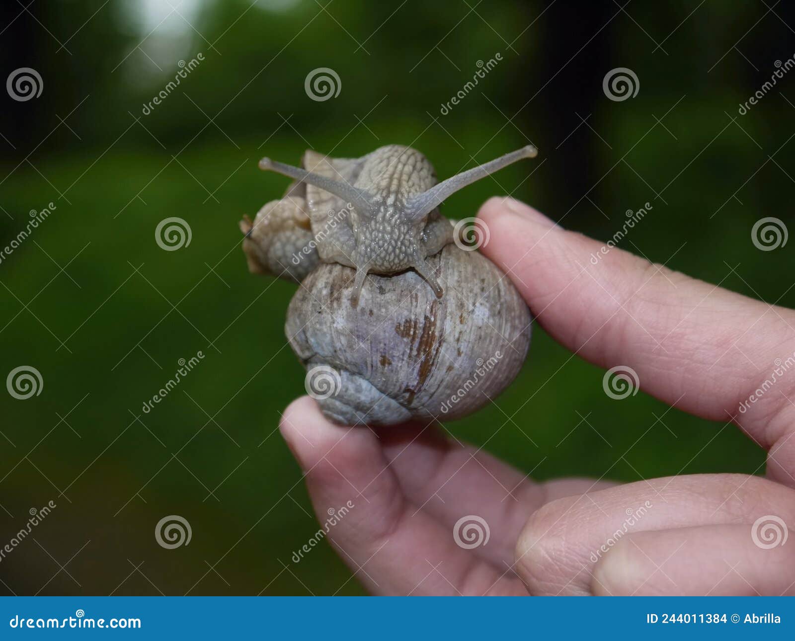 Big Snail in the Hand of Man Stock Photo - Image of nature, slow: 244011384