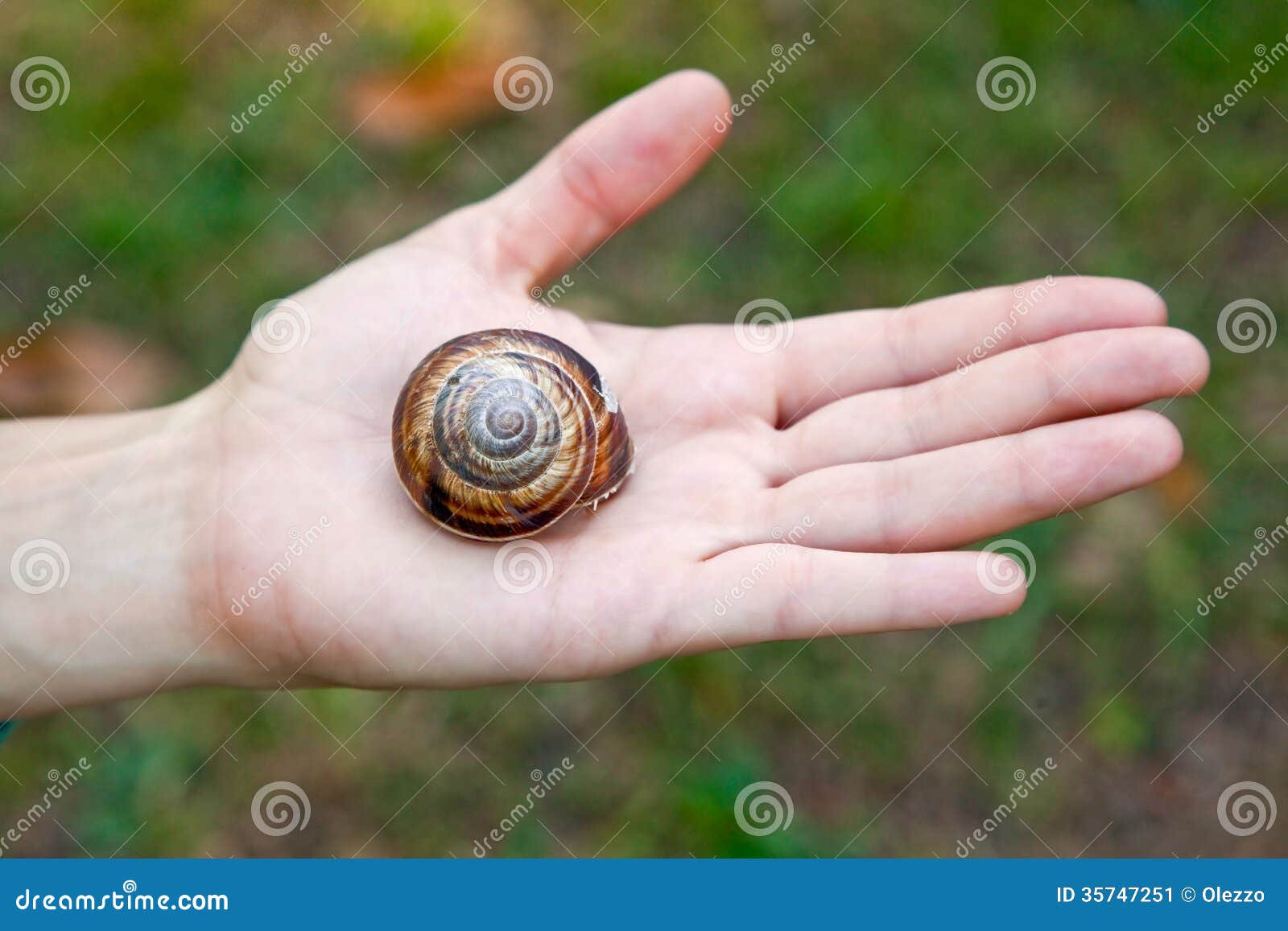 Big Snail on the Human Hand Stock Image - Image of life, lifestyle ...