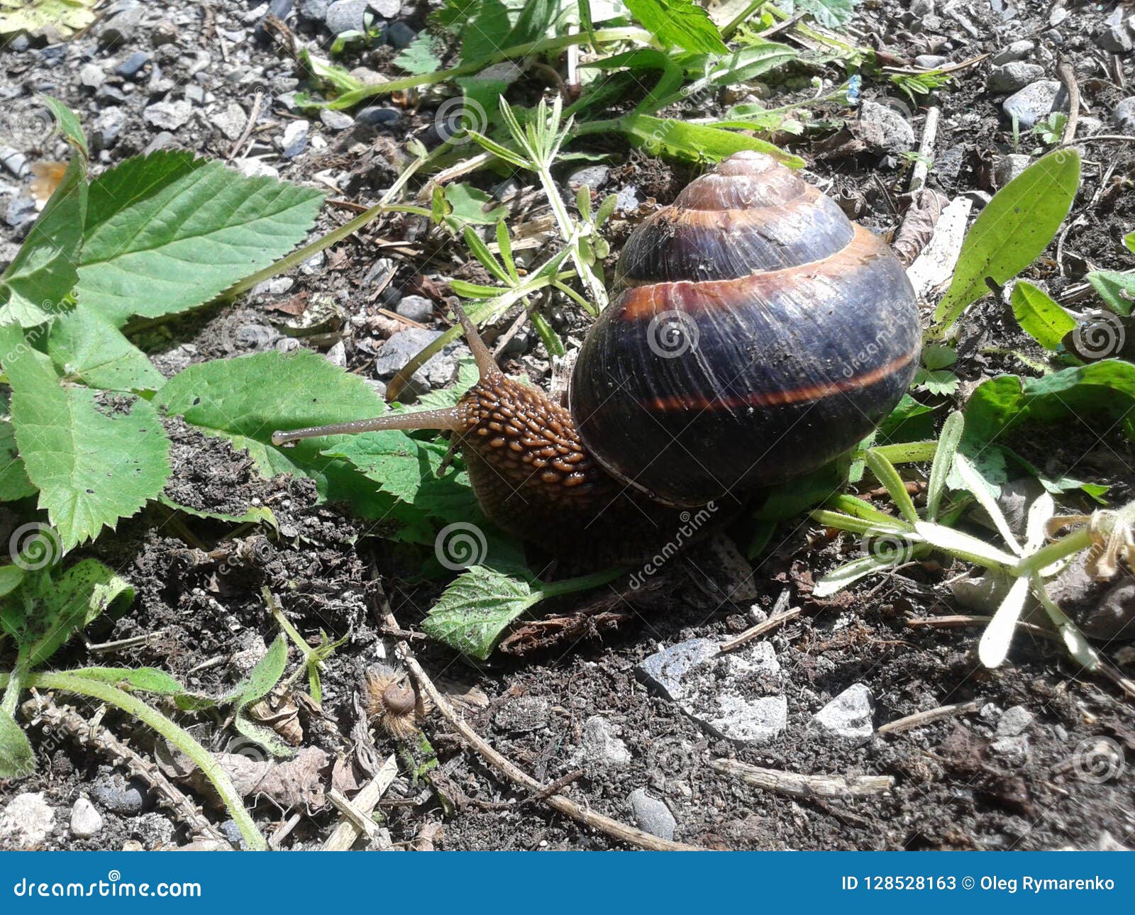 Big snail 1 stock image. Image of sunlight, trees, undergrowth - 128528163
