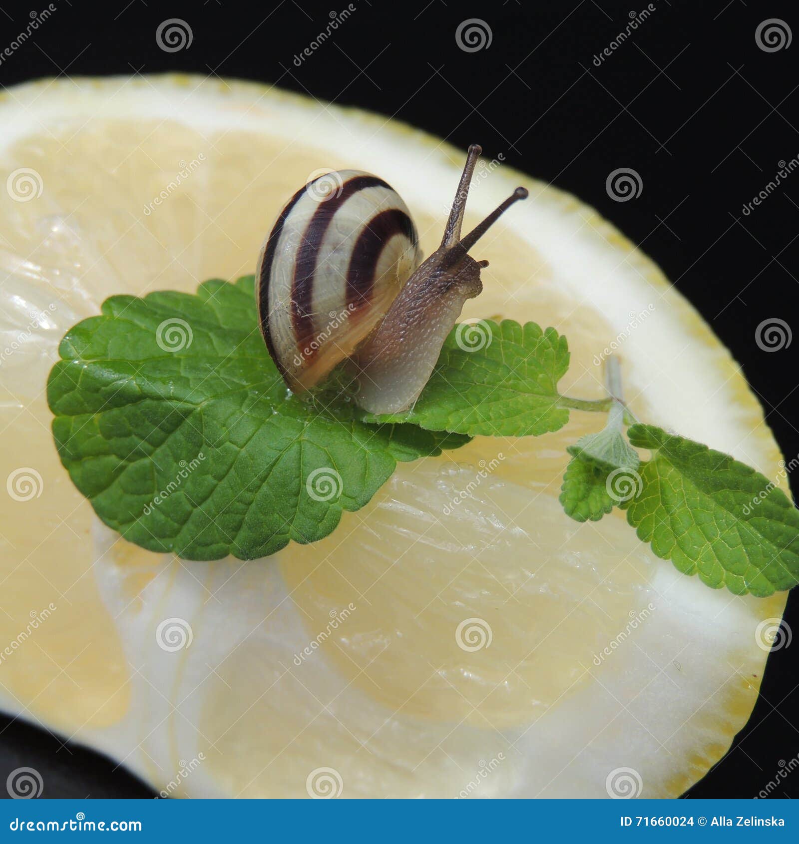 Big Snail on Lemon with Green Leaf Stock Photo - Image of shell ...