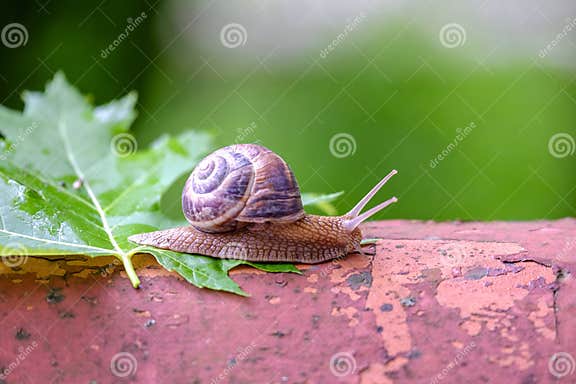 Big Snail on a Maple Leaf Close-up 6 Stock Photo - Image of environment ...
