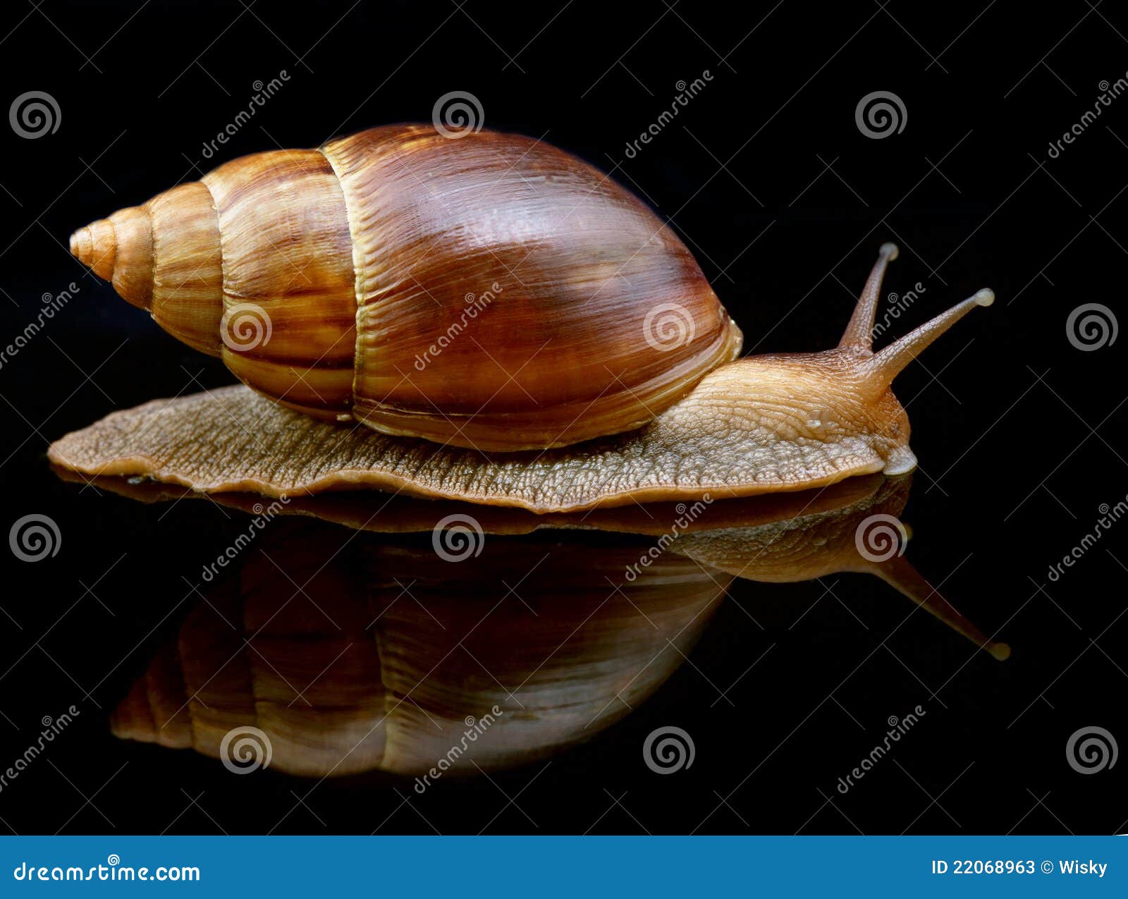 Big Snail Move Forward with Mirror Stock Image - Image of creature ...