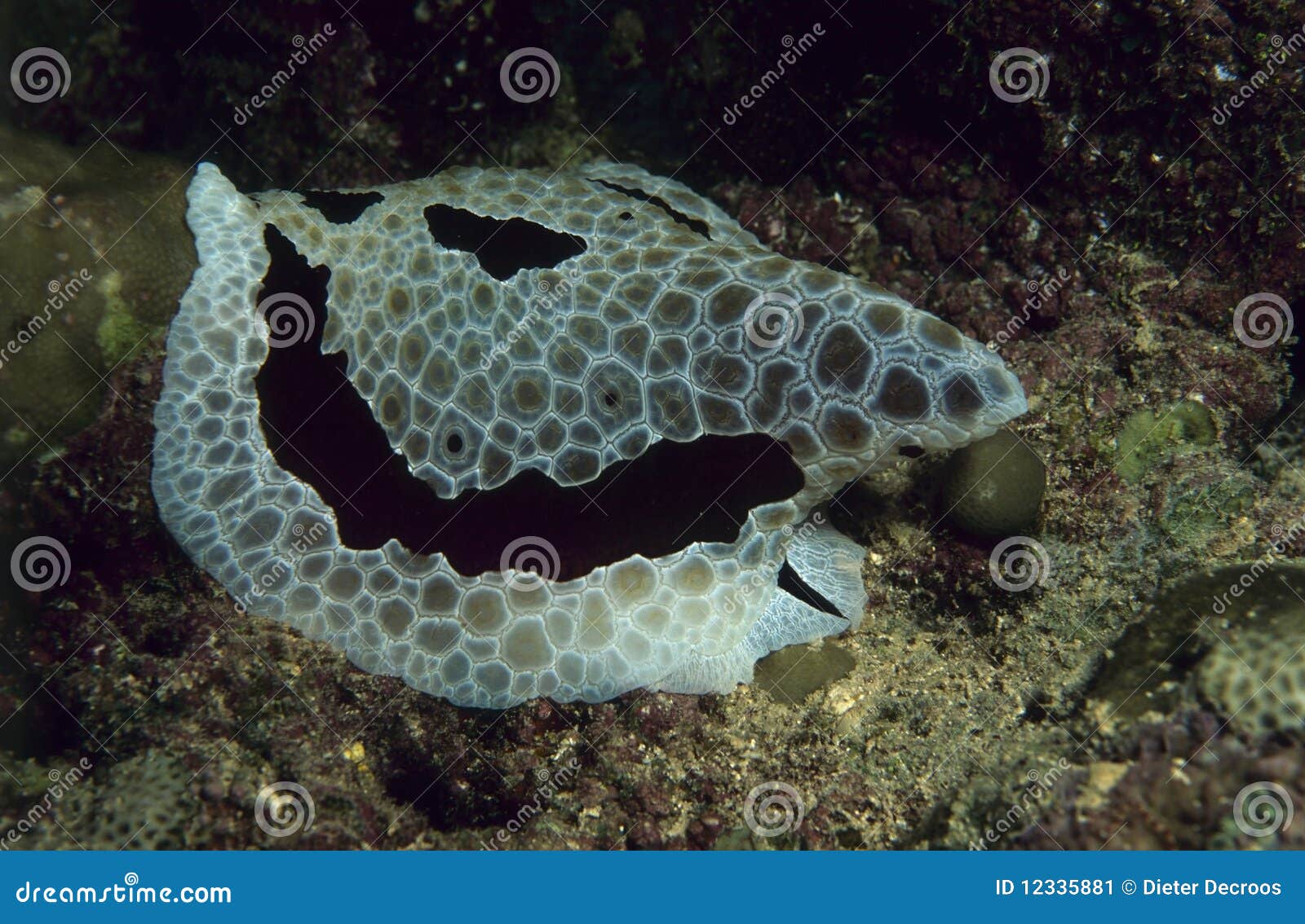 Big snail on reef stock image. Image of ocean, color - 12335881