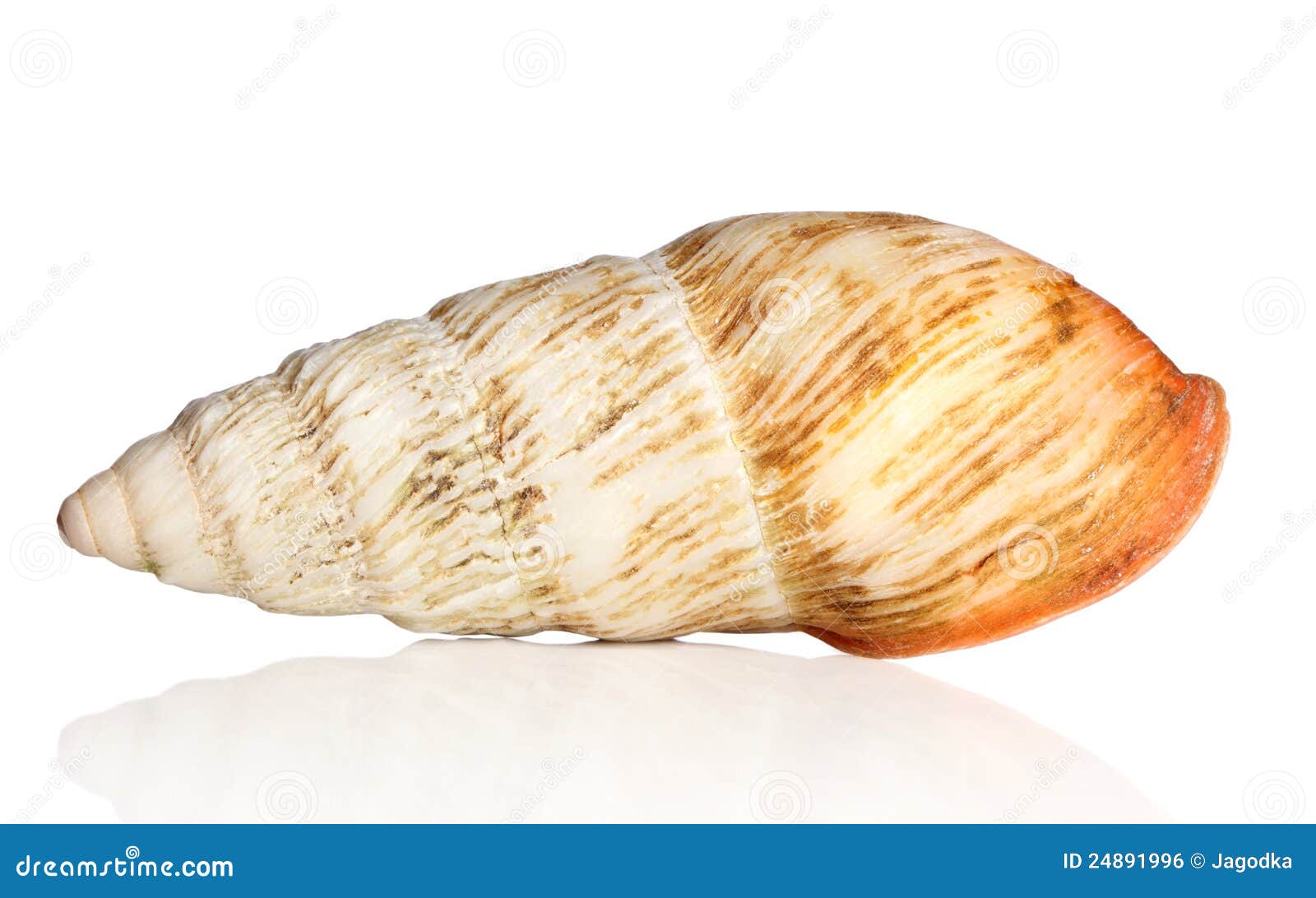 Big snail shell stock photo. Image of house, shell, large - 24891996