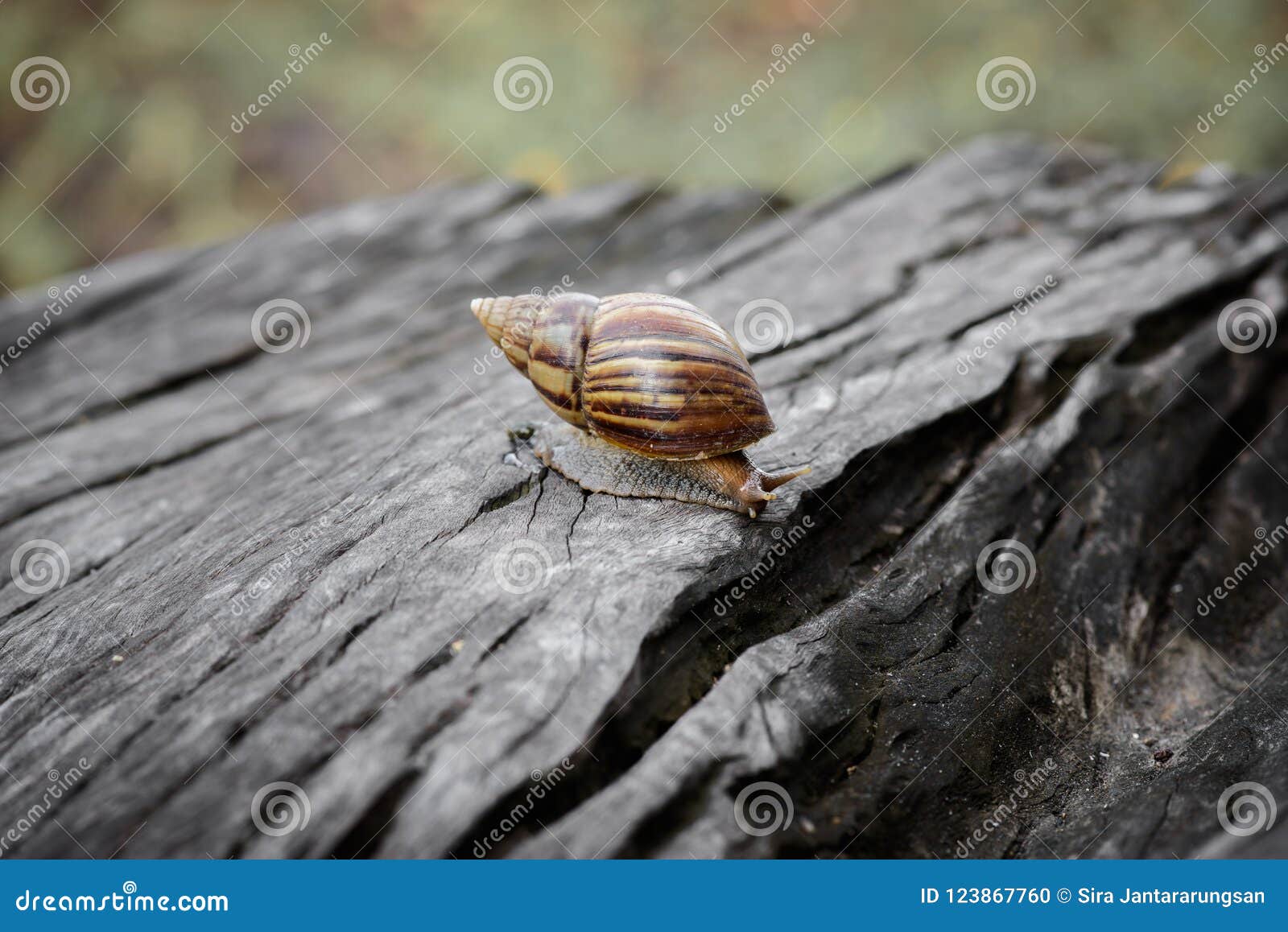 Big Snail in Shell Crawling on Timber Stock Photo - Image of green ...