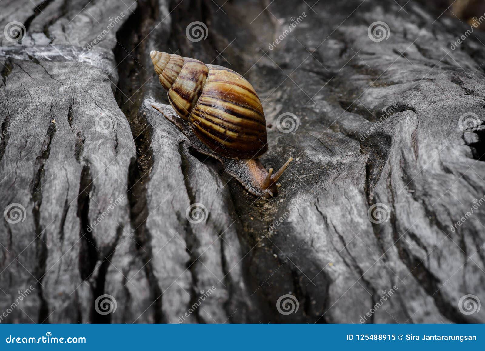 Big Snail in Shell Crawling on Timber Stock Image - Image of pomatia ...