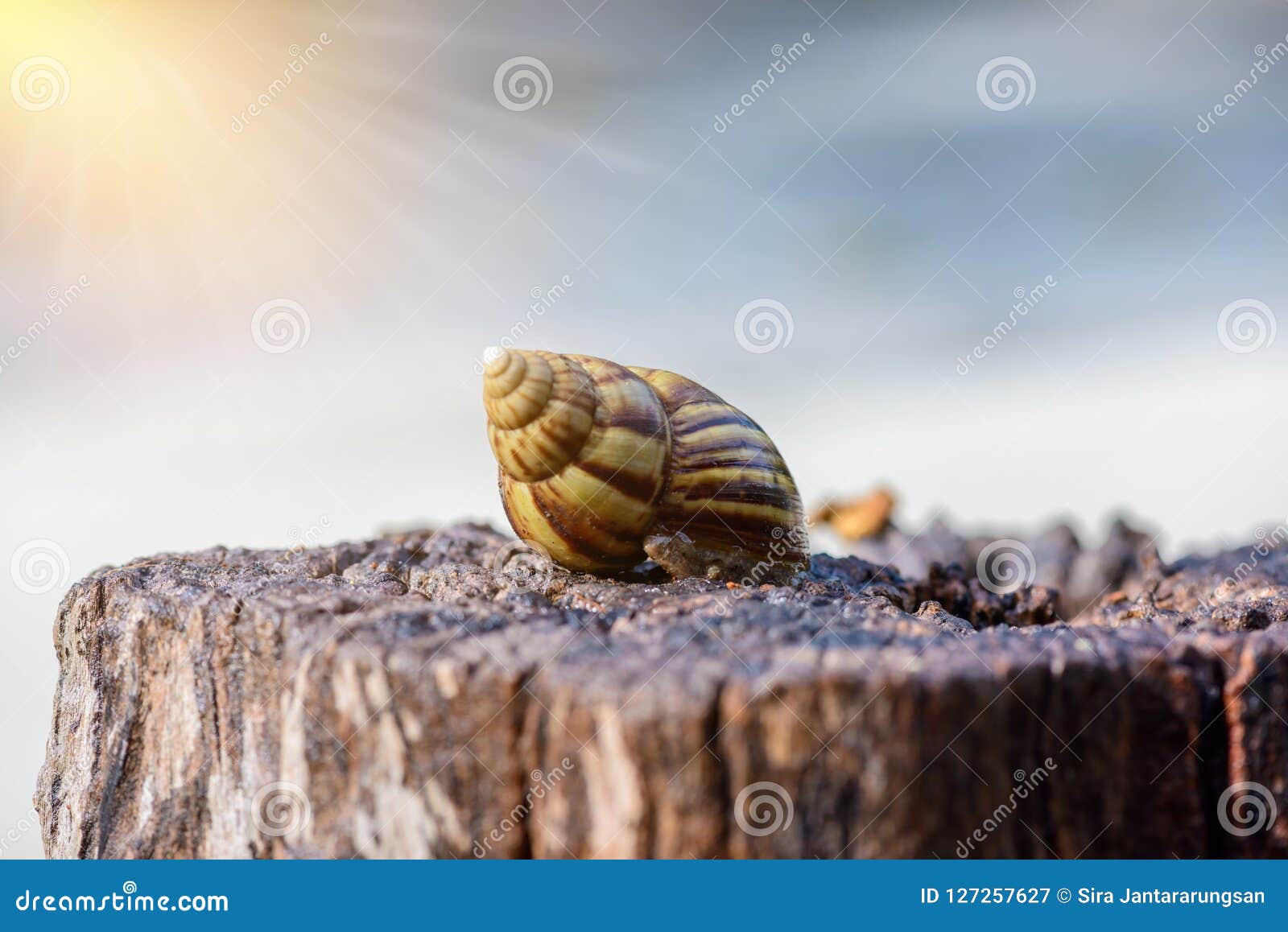 Big Snail in Shell Crawling on Timber Stock Image - Image of burgundy ...