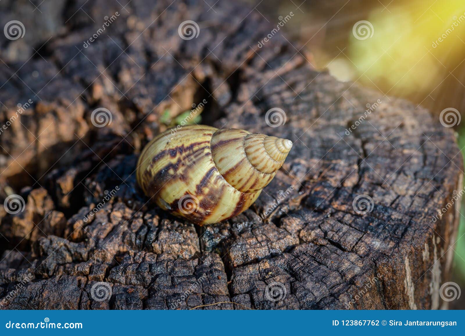 Big Snail in Shell Crawling on Timber Stock Photo - Image of pomatia ...