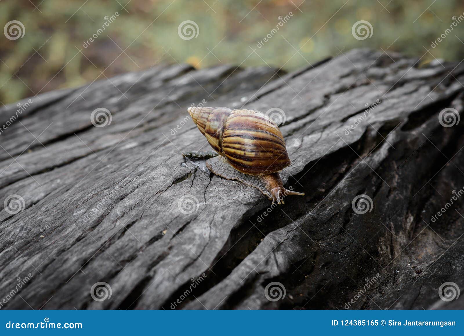 Big Snail in Shell Crawling on Timber Stock Image - Image of roman ...