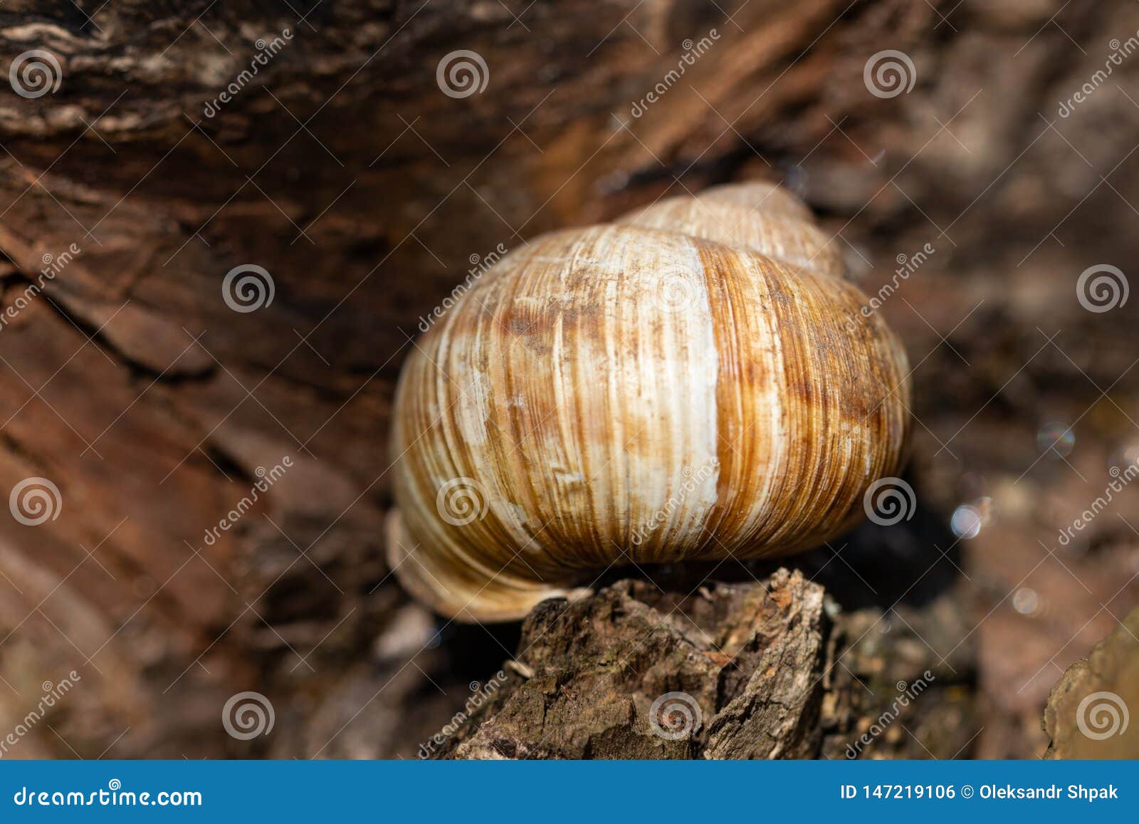Big Snail in Shell in the Garden on Tree Trunk Stock Photo - Image of ...