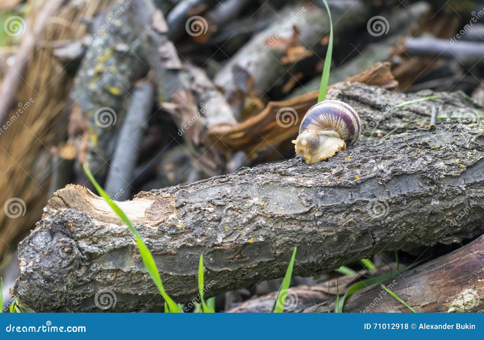 Big Snail in a Shell on a Tree Branch Stock Photo - Image of snail ...
