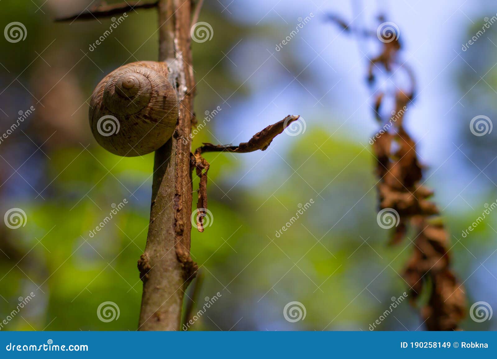 Big Snail Sitting on a Small Branch in the Sunlight Waiting for the ...