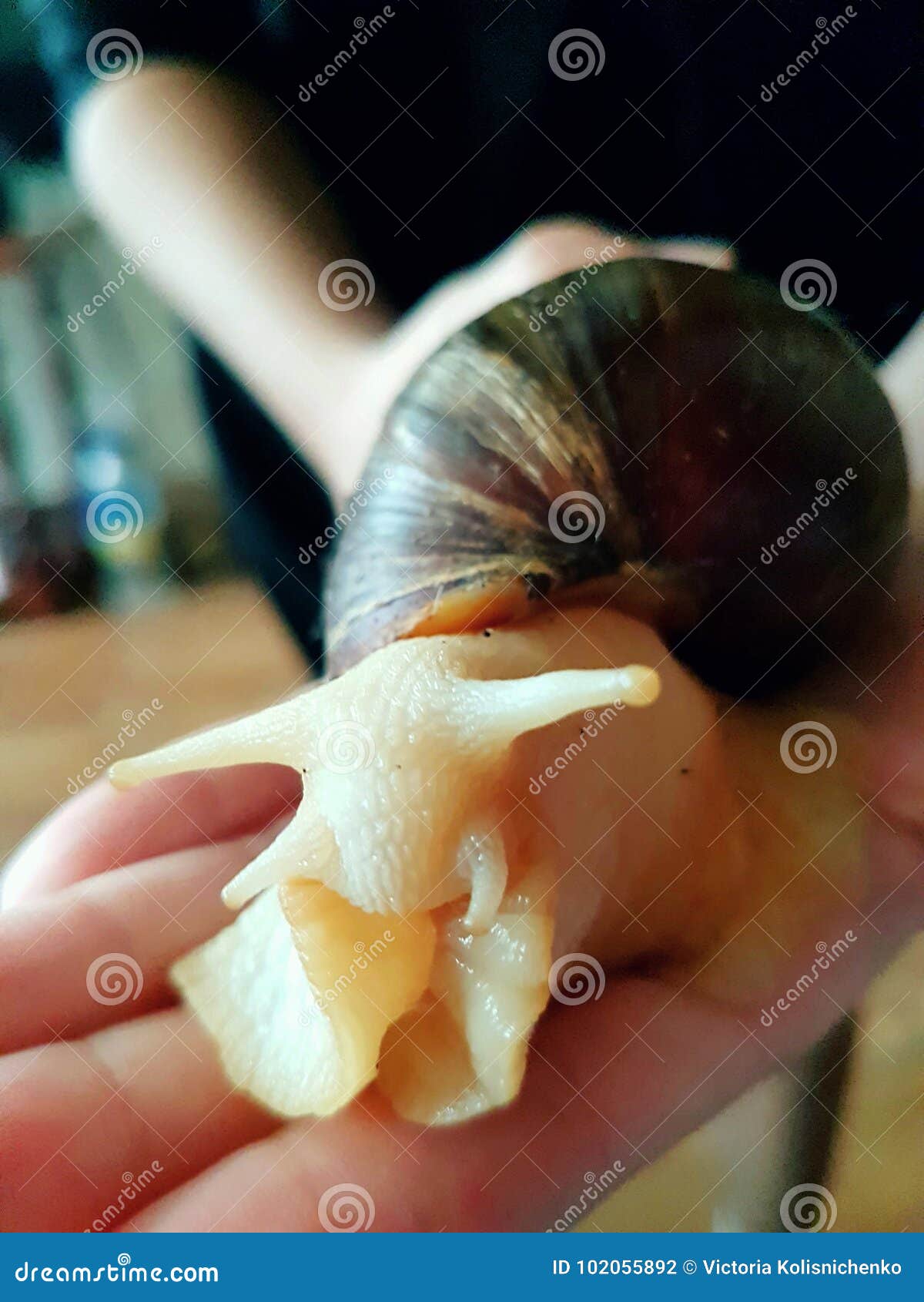 Big snail stock photo. Image of snail, slippery, child - 102055892
