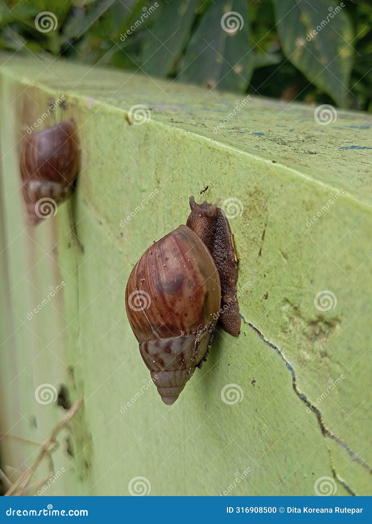 A Big Snail Was Crawling on a Green Wall and Met an Ant. Stock Photo ...