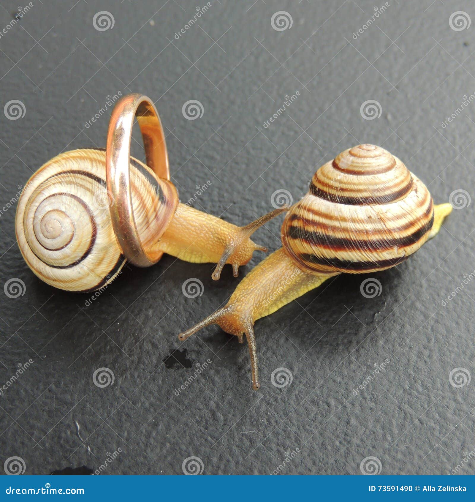 Big snail and wedding ring stock photo. Image of gold - 73591490