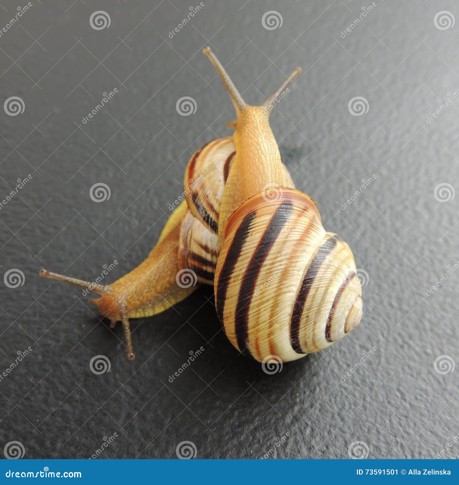Big snail and wedding ring stock image. Image of celebration - 73591501