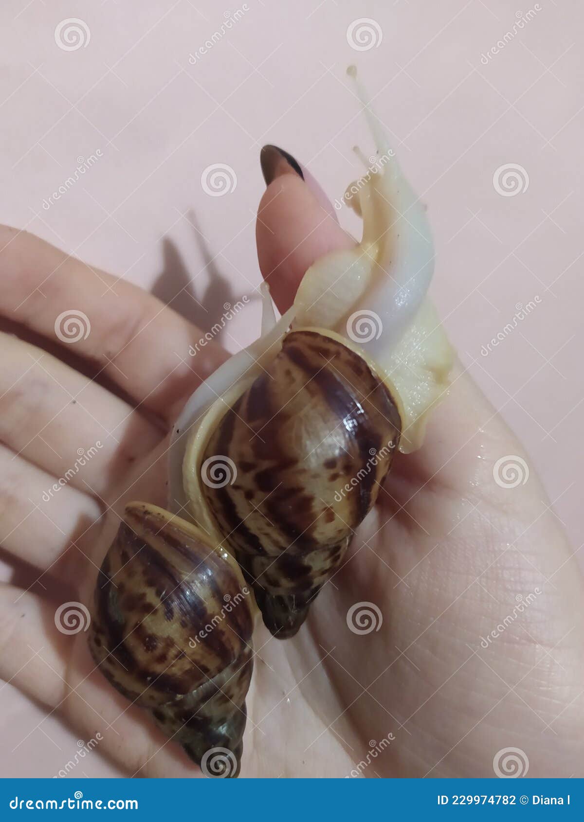 Big snails stock photo. Image of hends, finger, hand - 229974782