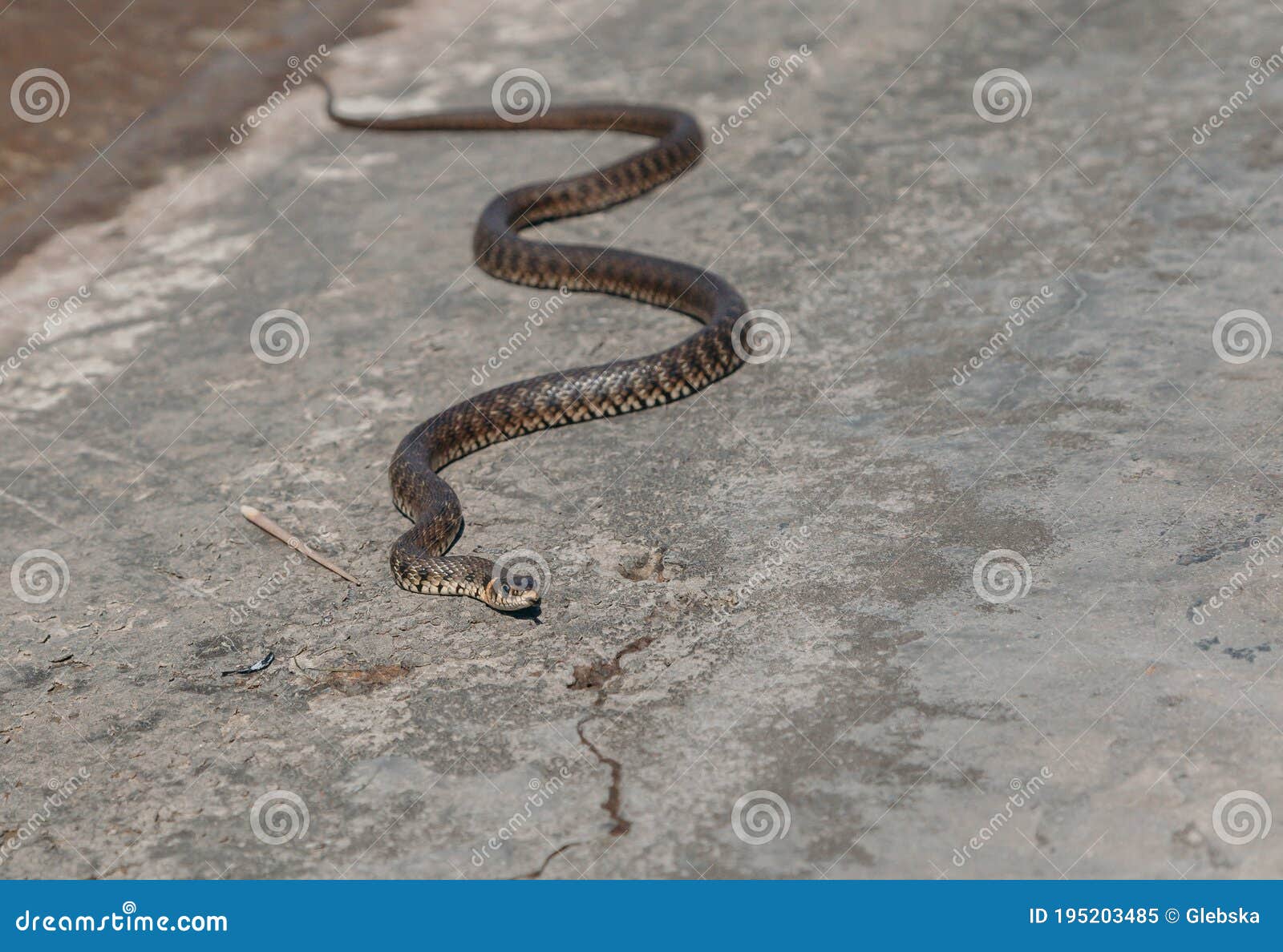 Gracefully Creeps Stock Photos - Free & Royalty-Free Stock Photos from ...