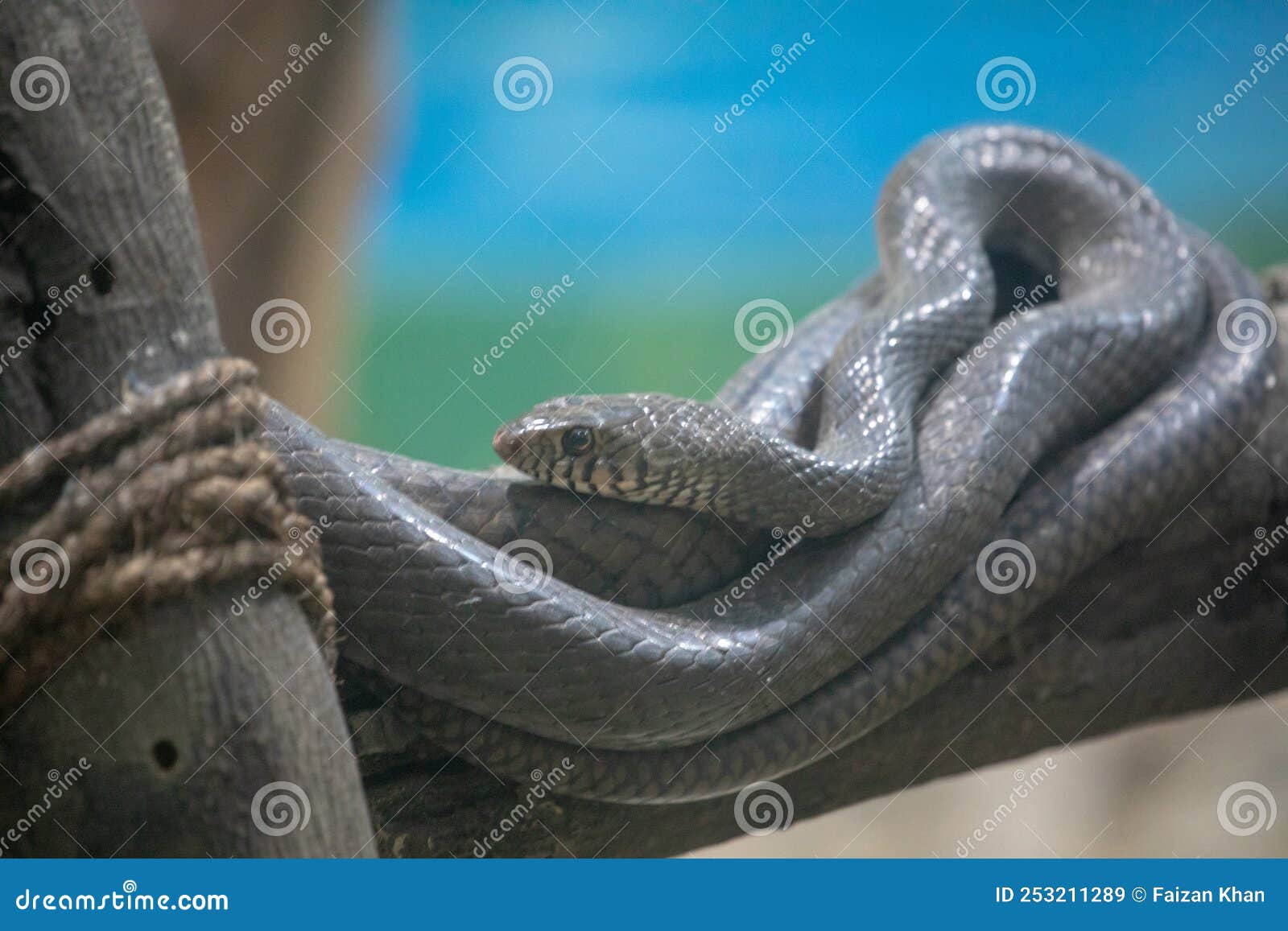 A Big Snake Resting on Tree Stock Image - Image of cobra, ratsnake ...