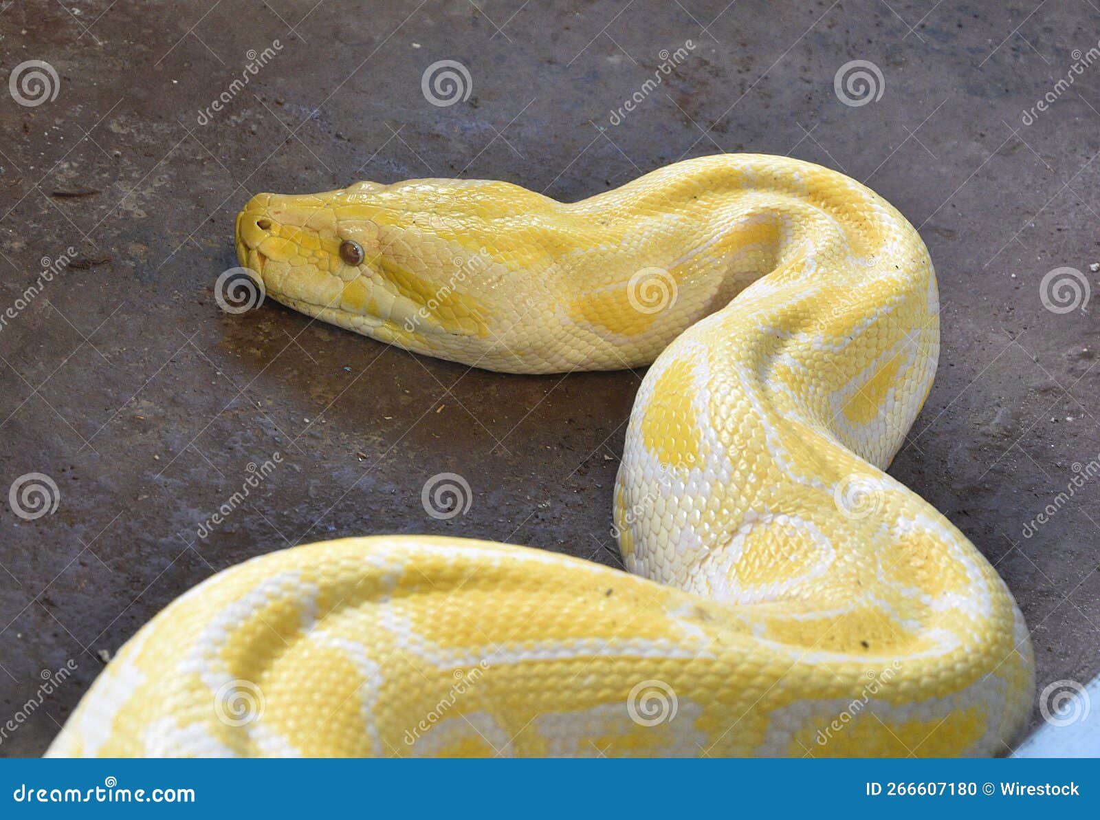 Snakeinzoo Stock Photos - Free & Royalty-Free Stock Photos from Dreamstime