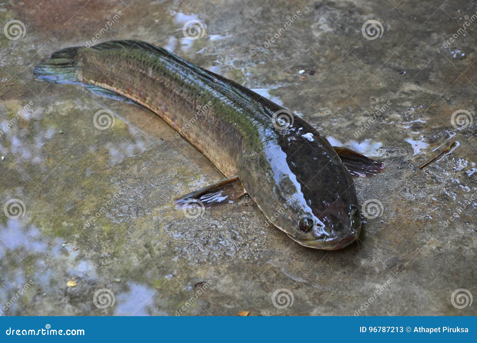 Big Snakehead Fish on Wet Floor Stock Image - Image of snakehead ...