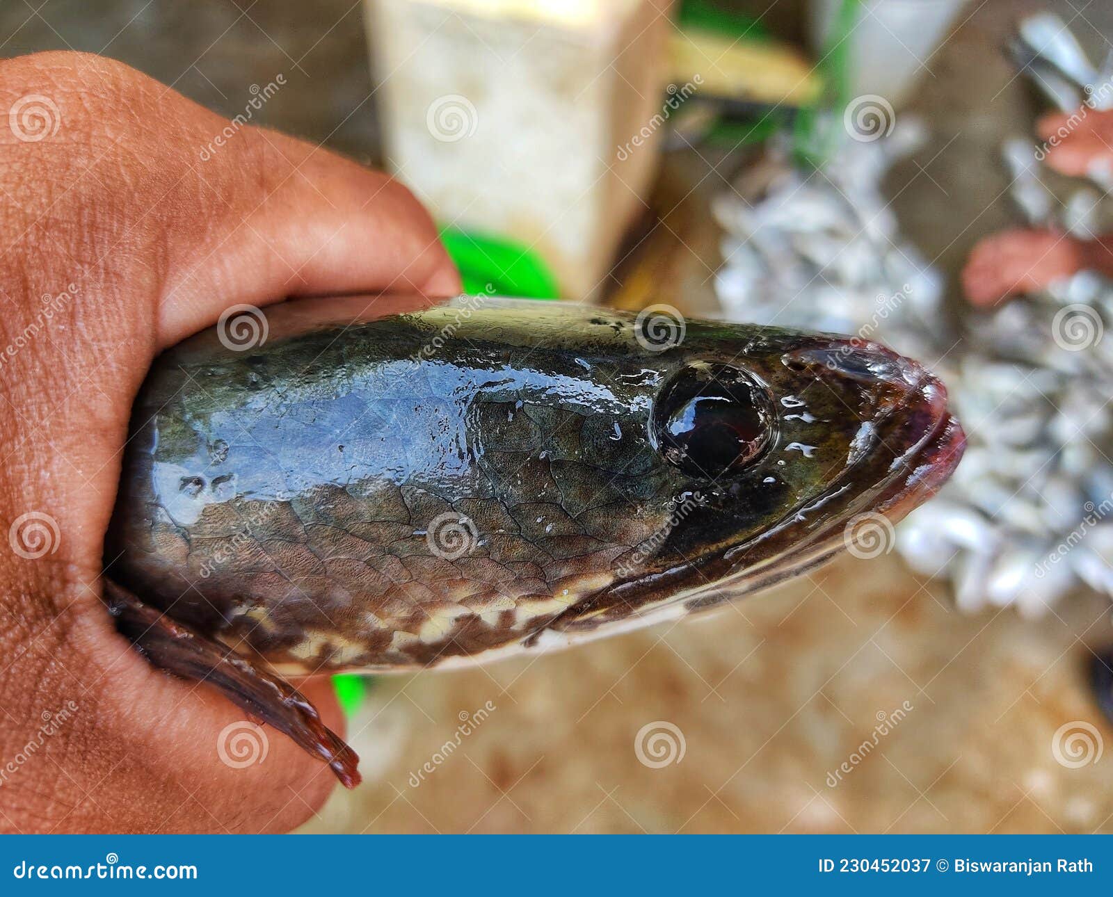 Big Snakehead Murrel Fish in Hand Channa Striatus Fish in Hand Stock ...