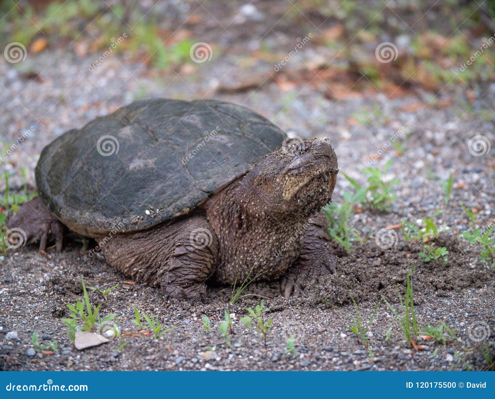 A Big Snapping Turtle Hanging by the Road. Stock Photo - Image of bull ...